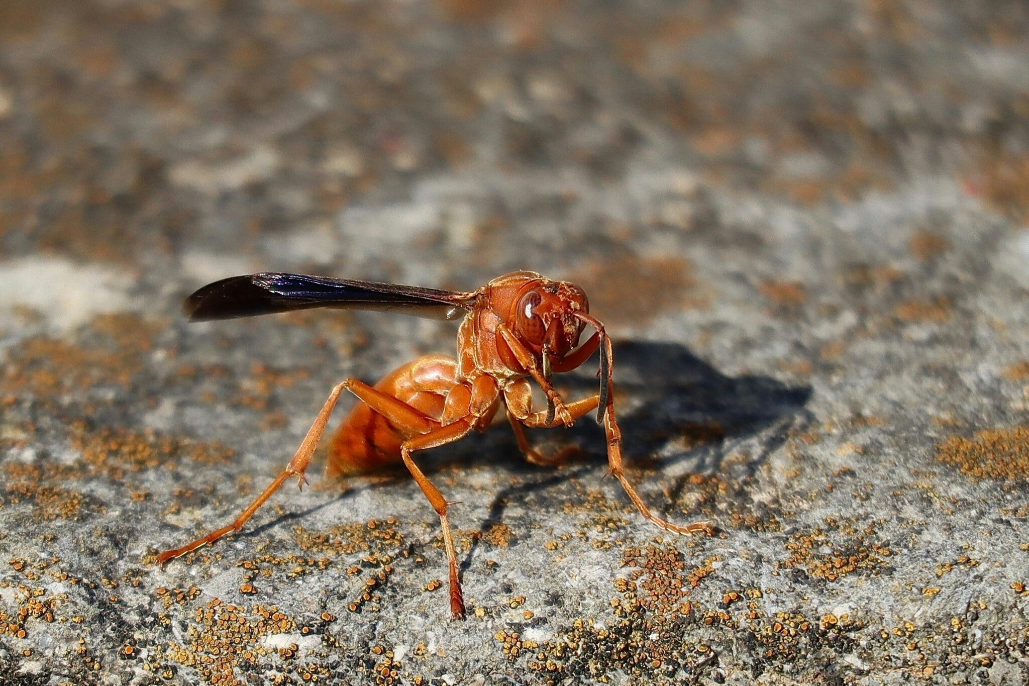 Insects That Breathe Without Lungs Evolutions Alternative Air System ...