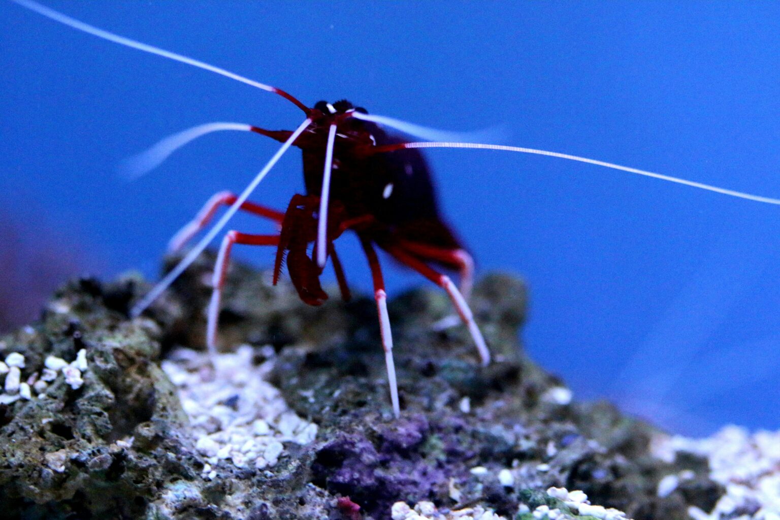 The Real Insects That Inspired Alien Starship Troopers and Other Sci Fi ...