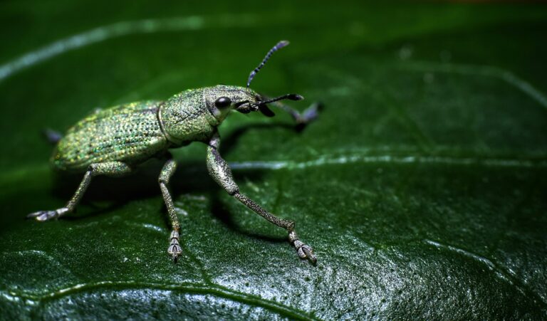 Mothman Scarabs and Spider Gods The Role of Insects in Myth and ...