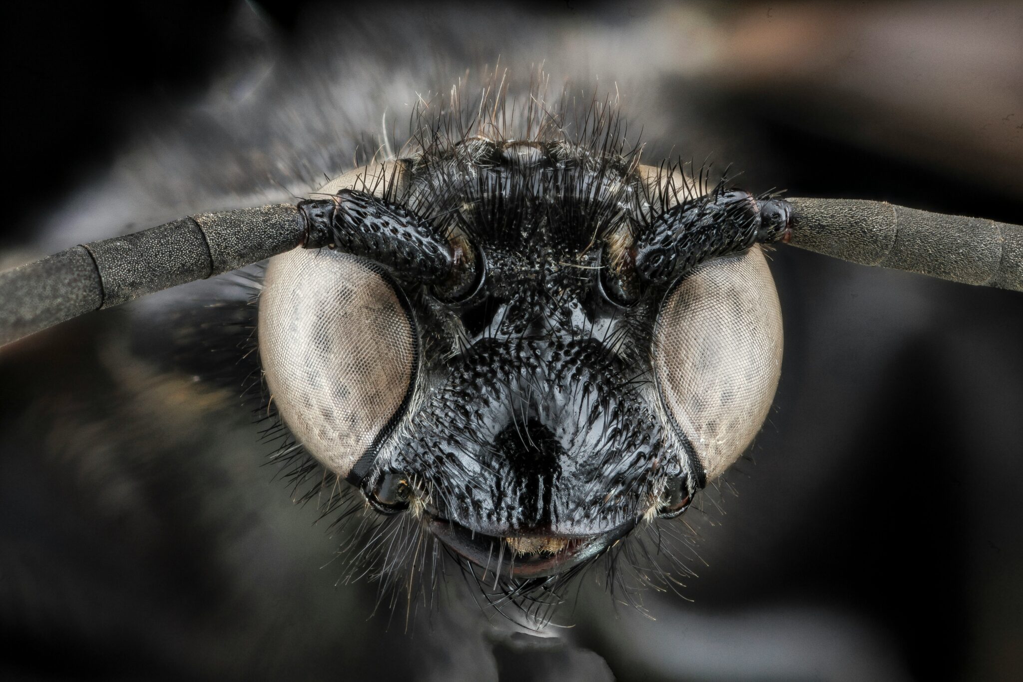 The Real Insects That Inspired Alien Starship Troopers and Other Sci Fi ...