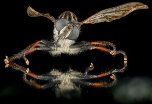 The Strange Symmetry of Insect Wings and Why Its Not Always Perfect ...
