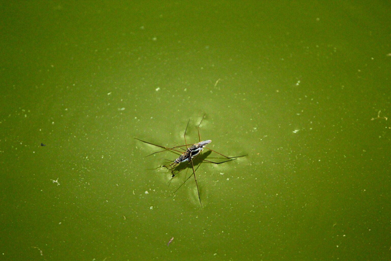 Insects That Breathe Without Lungs Evolutions Alternative Air System ...