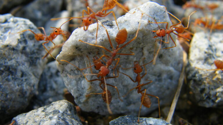 The Largest Ant Colony Ever Discovered – It Spanned Continents – Insect ...