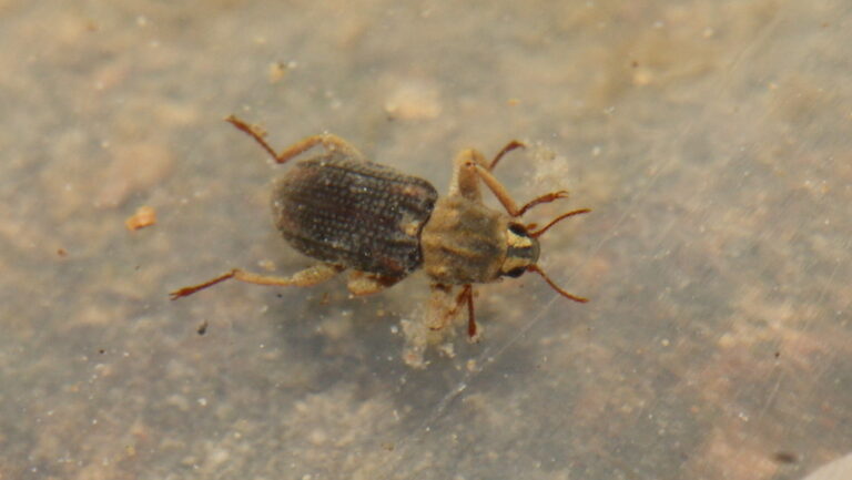 The Bug That Can Survive Underwater for Months – Insect Hive