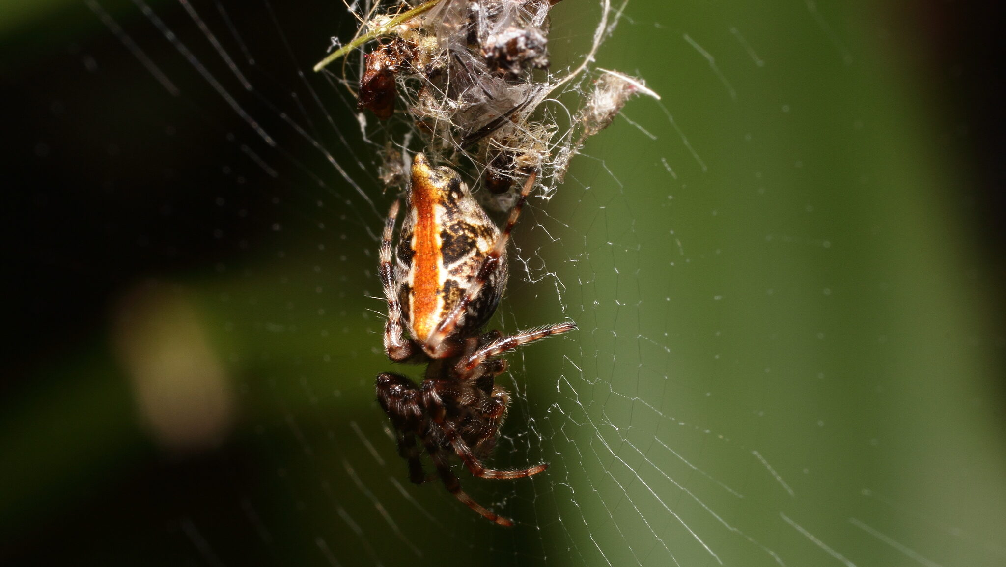The Spider That Builds Decoys of Itself to Trick Predators – Insect Hive