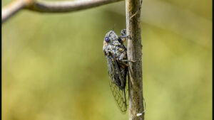 The Loudest Insect on Earth — And Why It Screams All Summer – Insect Hive