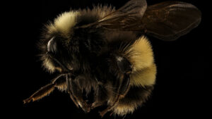 The Rusty Patched Bumblebee: America’s First Federally Protected ...