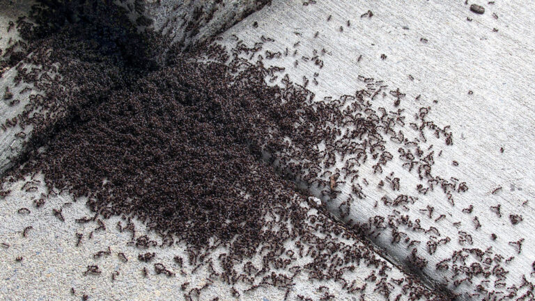 The Largest Ant Colony Ever Discovered – It Spanned Continents – Insect ...