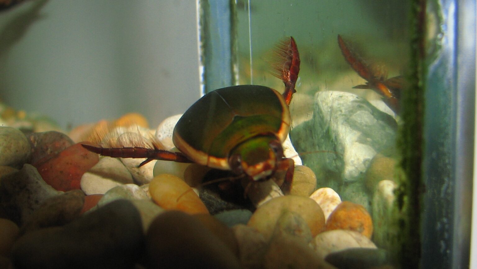 Can Bugs Hear You? How Insects Detect Sound Through Legs, Wings, and ...