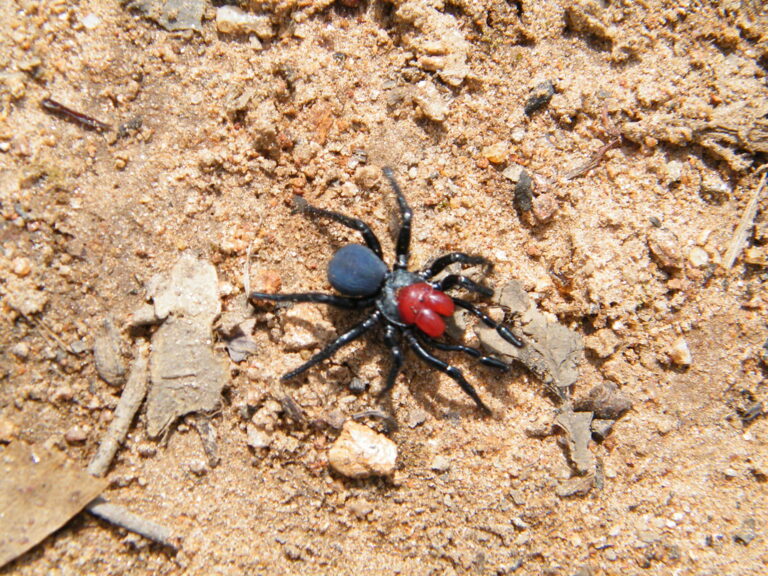 The World’s Deadliest Spiders — and Where They Really Live – Insect Hive