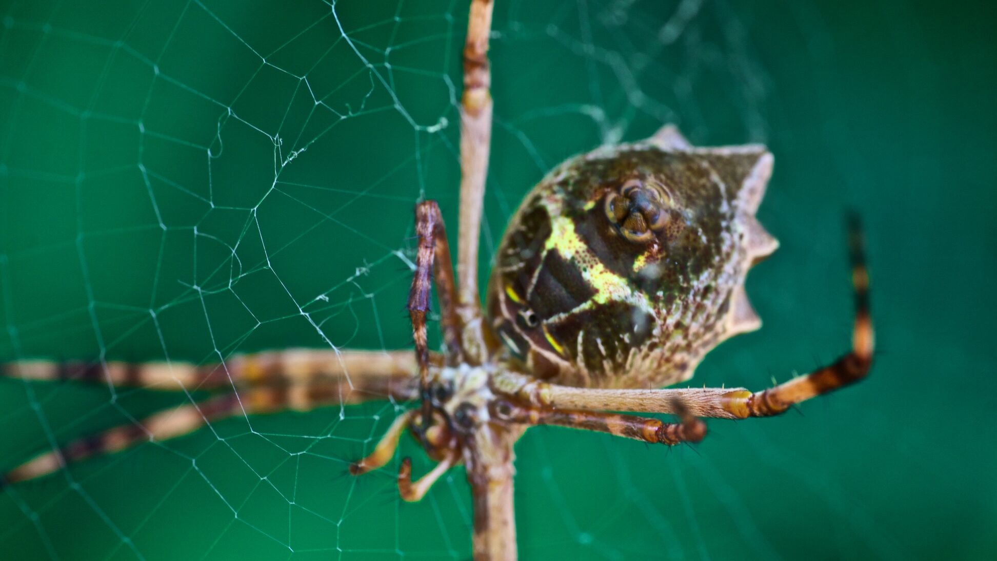 How Spiders Feel the World Through Their Webs – Insect Hive