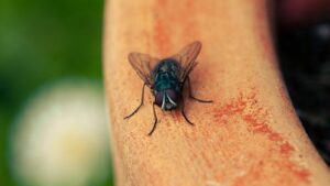 Do Flies Have Sleep Cycles What Happens in a Resting Bug Brain – Insect ...