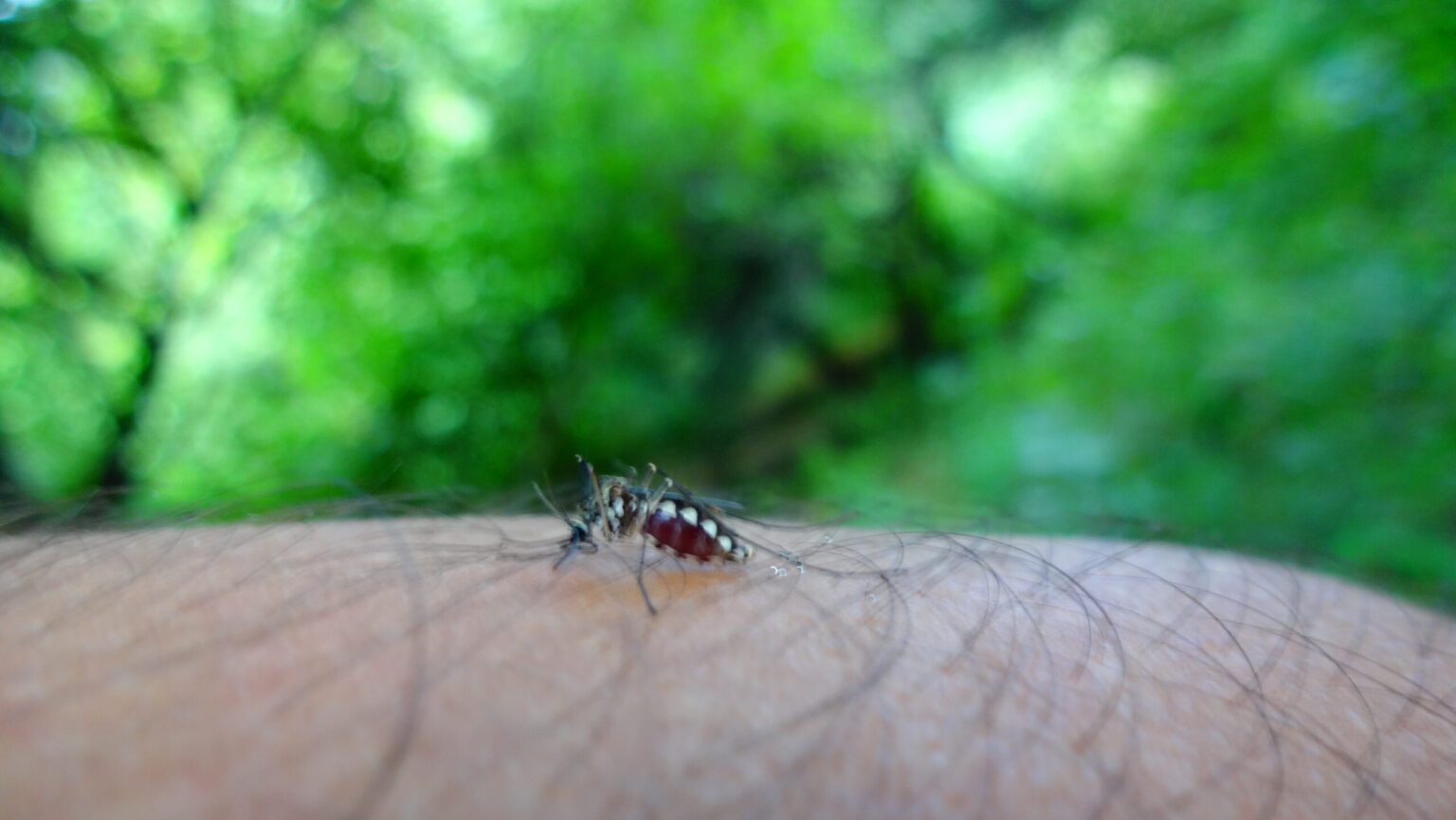 Why That Buzzing Near Your Ear Isn’t Random – Insect Hive