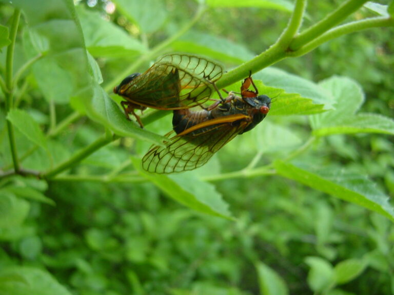 The Insect That Lives Underground for 17 Years Then Dies in a Day ...