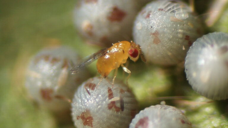Insects That Live Inside Other Insects — The Ultimate Parasites ...