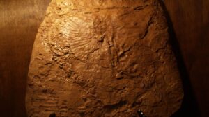 The First Insects on Earth: How They Took Over the Planet – Insect Hive