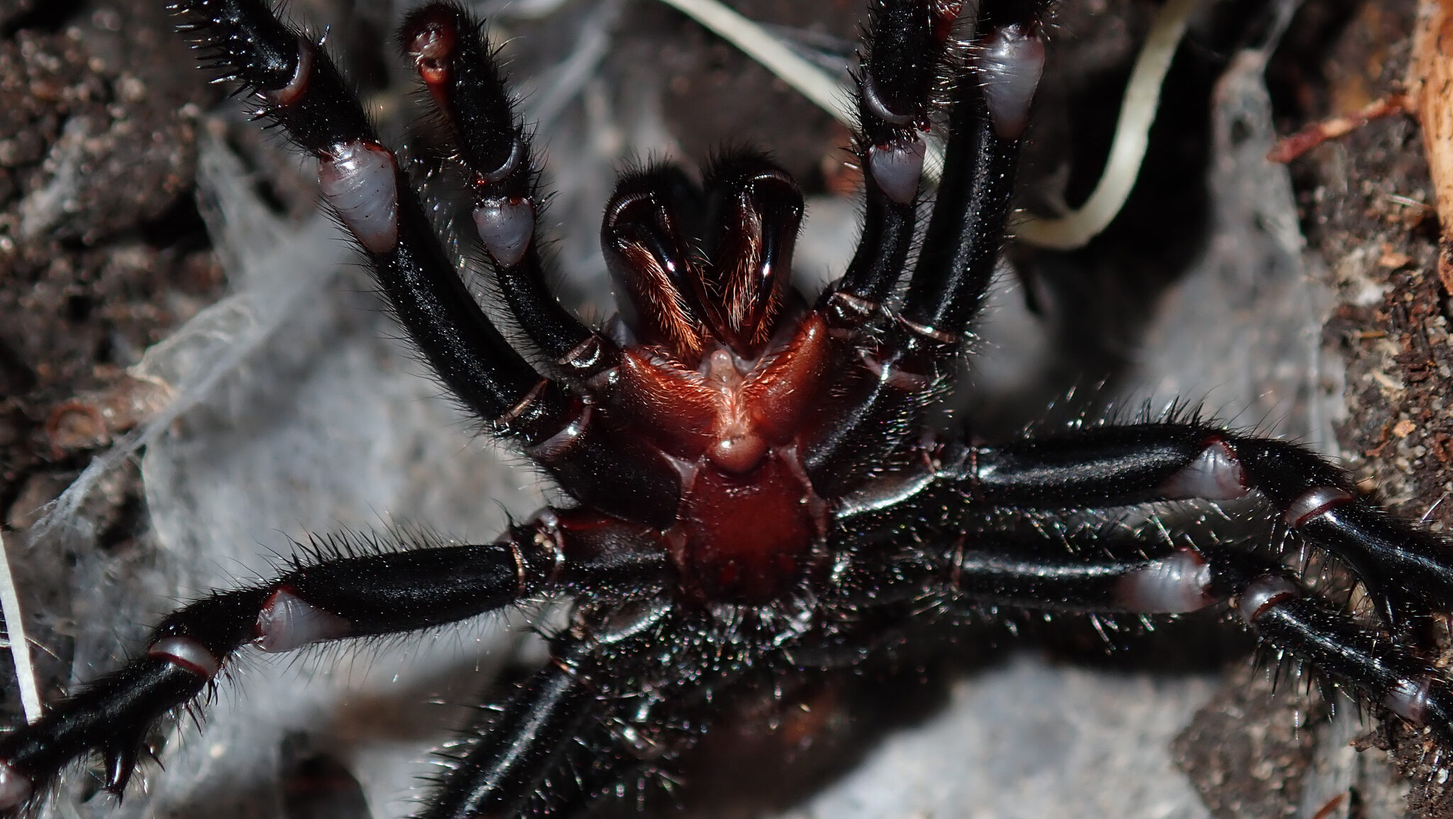 The Largest Venomous Spider Ever Recorded – Insect Hive