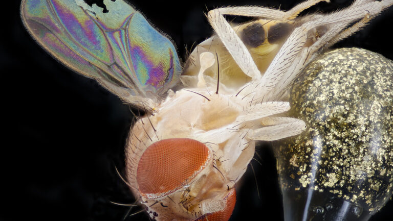 Fruit Flies in the Lab: How Tiny Bugs Help Us Understand Human Genes ...