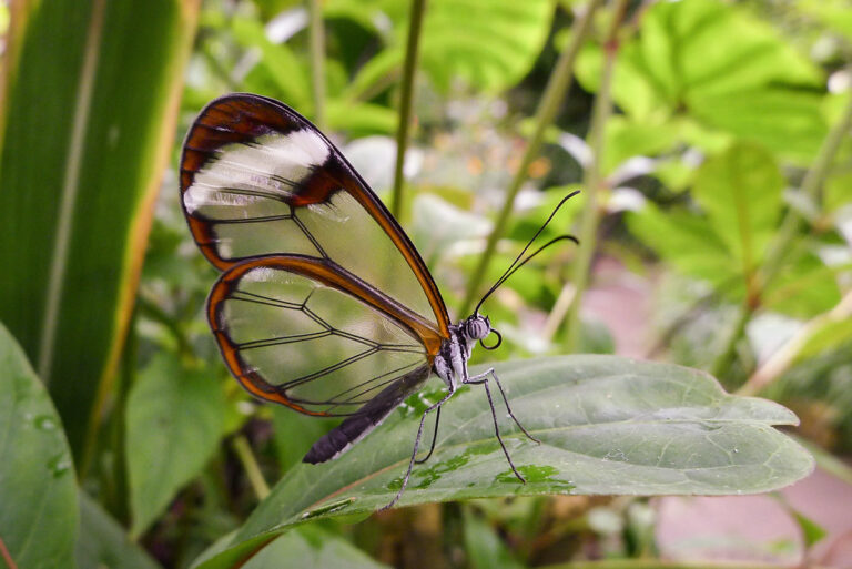The Science Behind Transparent Wings: How Glasswing Butterflies ...