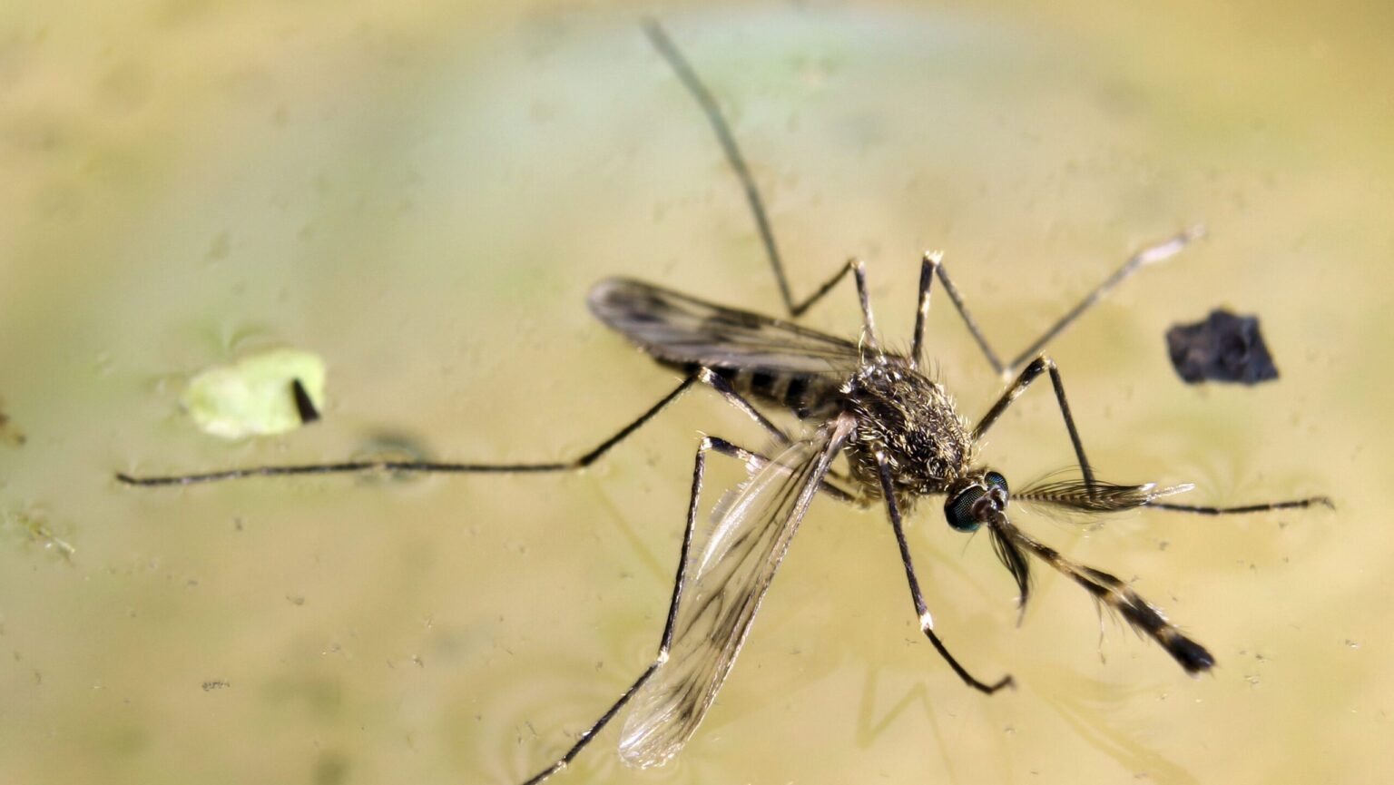 Can Bugs Hear You? How Insects Detect Sound Through Legs, Wings, and ...