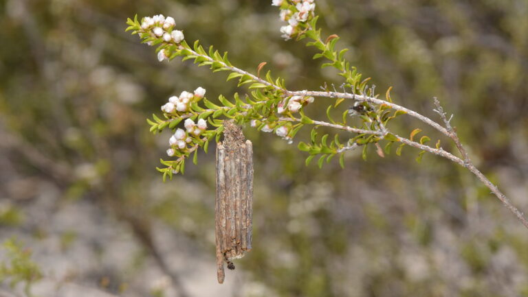 Tiny Architects: Insects That Build Structures You Won’t Believe ...