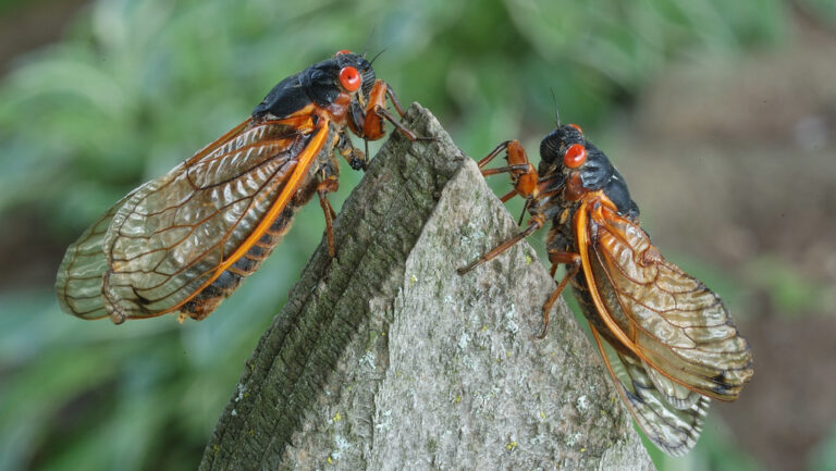 The Loudest Insect on Earth — And Why It Screams All Summer – Insect Hive