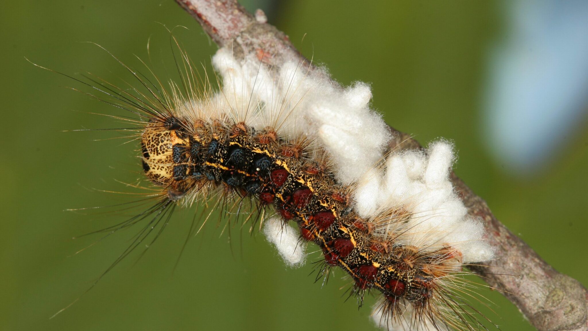 Insects That Live Inside Other Insects — The Ultimate Parasites ...