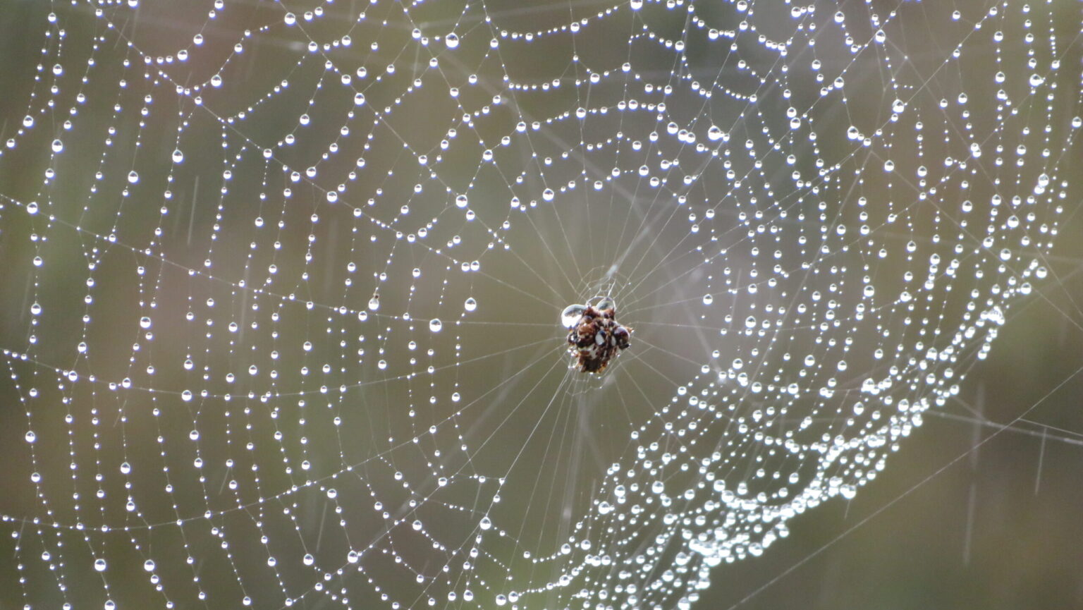 How Spiders Feel the World Through Their Webs – Insect Hive