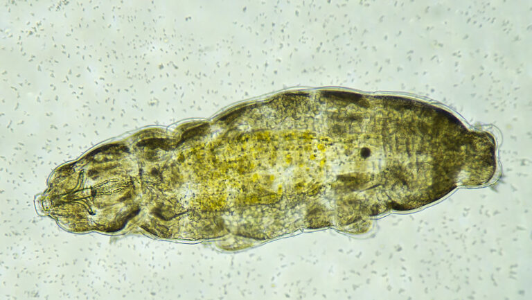 Ranking Insects by Superpower (Speed, Strength, Survival, Stealth ...