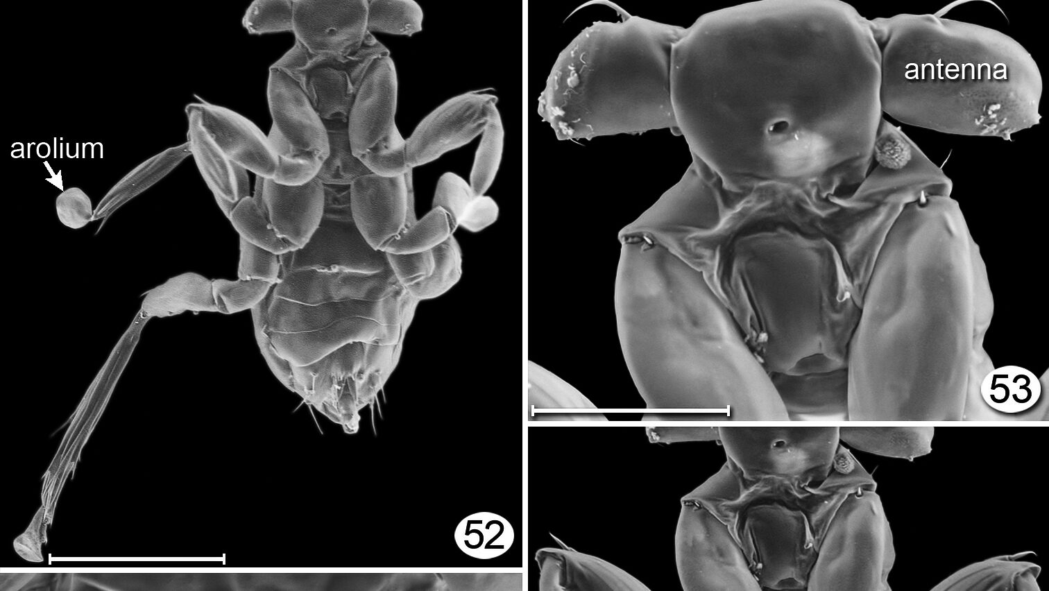 The Smallest Insect Ever Discovered — And How It Lives a Full Life on a ...