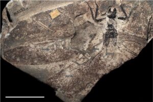 When Flight Evolved in Bugs: The Origins of Insect Aviation – Insect Hive