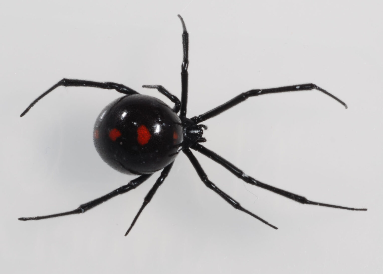 The Texas Redback Spider: A Colorful Cousin of the Black Widow – Insect ...