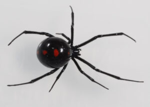 The Texas Redback Spider: A Colorful Cousin of the Black Widow – Insect ...