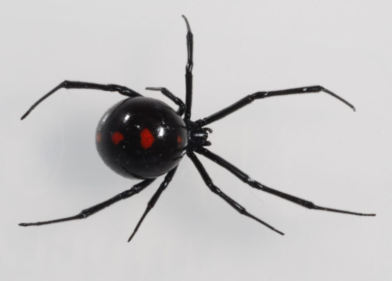 The Texas Redback Spider: A Colorful Cousin of the Black Widow – Insect ...