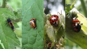 How Long Do Insects Live? A Look at Lifespans Across Species – Insect Hive