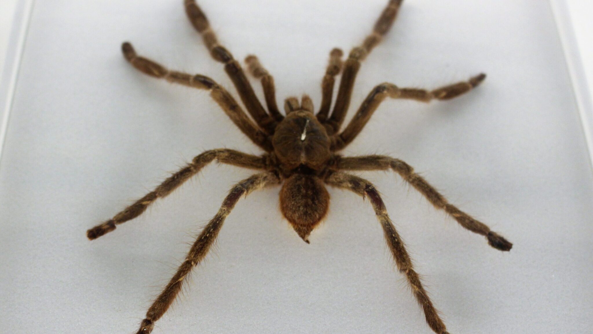 How Venomous Spiders Hunt and Kill Their Prey – Insect Hive