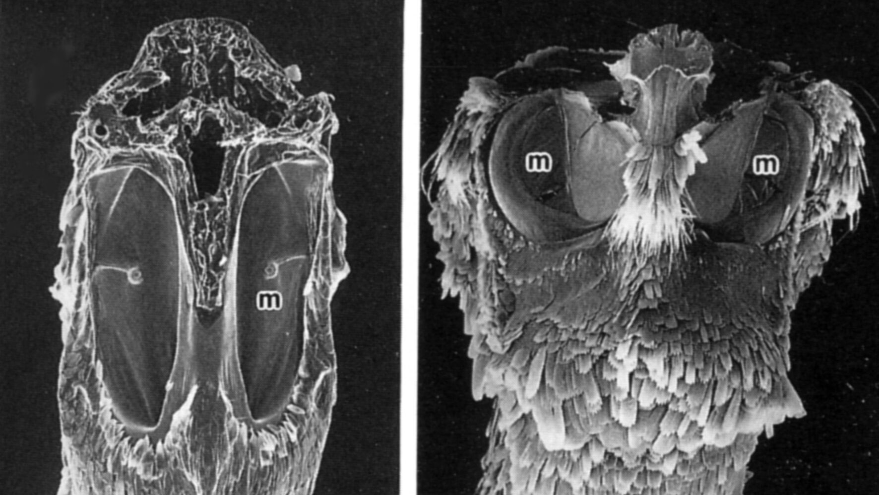 Can Bugs Hear You? How Insects Detect Sound Through Legs, Wings, and ...