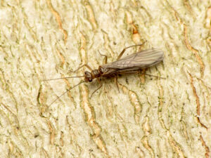 The Oldest Insects on Earth: Species That Haven’t Changed in 300 ...