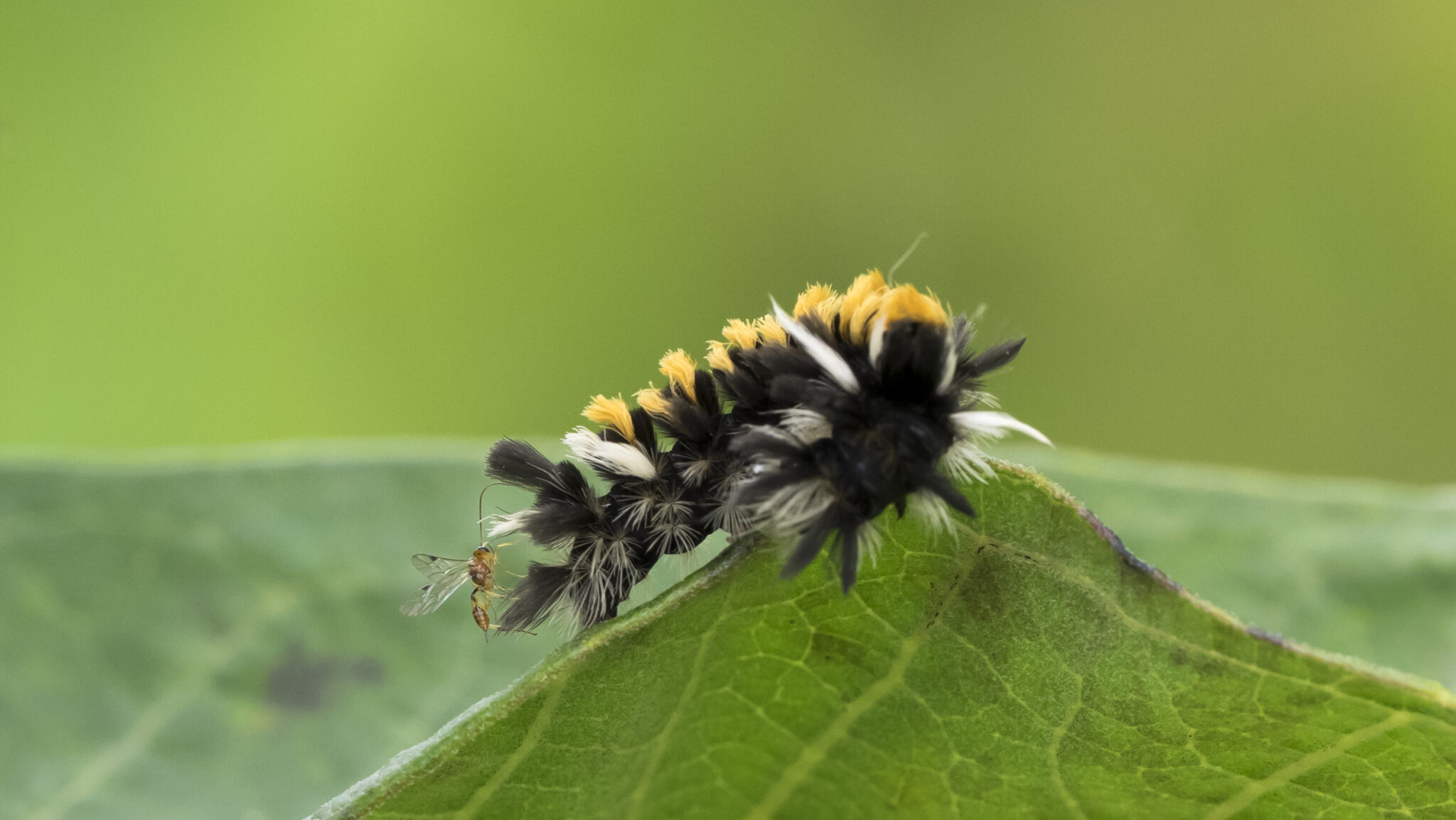 Insects That Live Inside Other Insects — The Ultimate Parasites ...