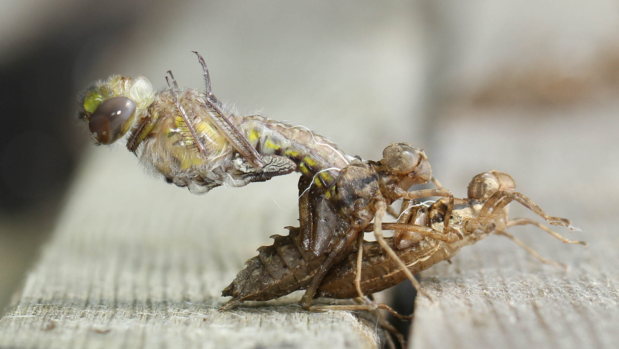 How Long Do Insects Live? A Look at Lifespans Across Species – Insect Hive