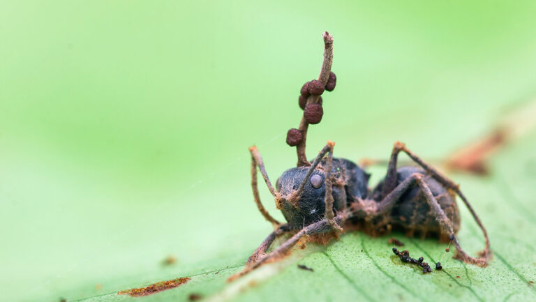 Zombie Ants: The Fungi That Turn Insects Into Puppets – Insect Hive
