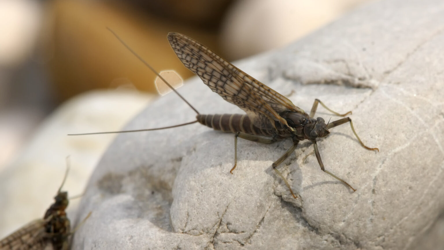 How Long Do Insects Live? A Look at Lifespans Across Species – Insect Hive