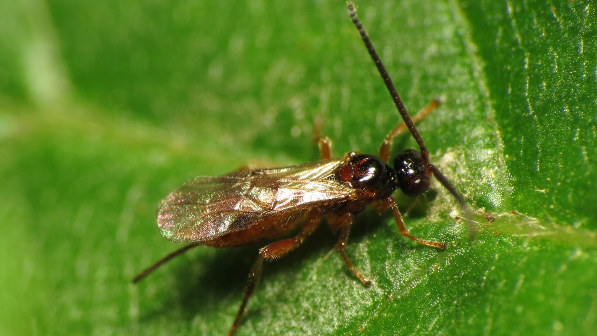 The Insect That’s Born Pregnant: Weird Reproductive Superpowers ...