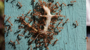 Do Insects Have Emotions? The Science Behind Bug Feelings – Insect Hive