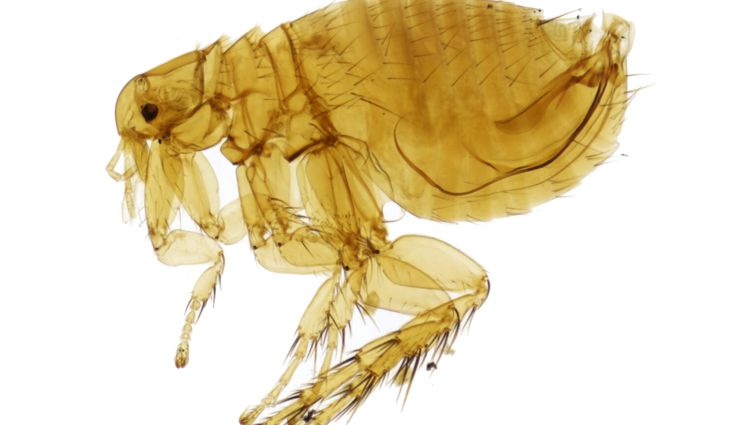 The World’s Most Dangerous Insects and the Diseases They Spread ...