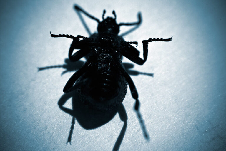 Kafka’s Metamorphosis: What Kind of Bug Did Gregor Samsa Actually ...