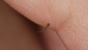 The Smallest Insect Ever Discovered — And How It Lives a Full Life on a ...