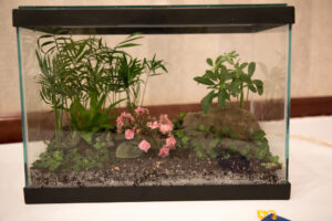 The Best Tank Size for Different Pet Insect Species – Insect Hive