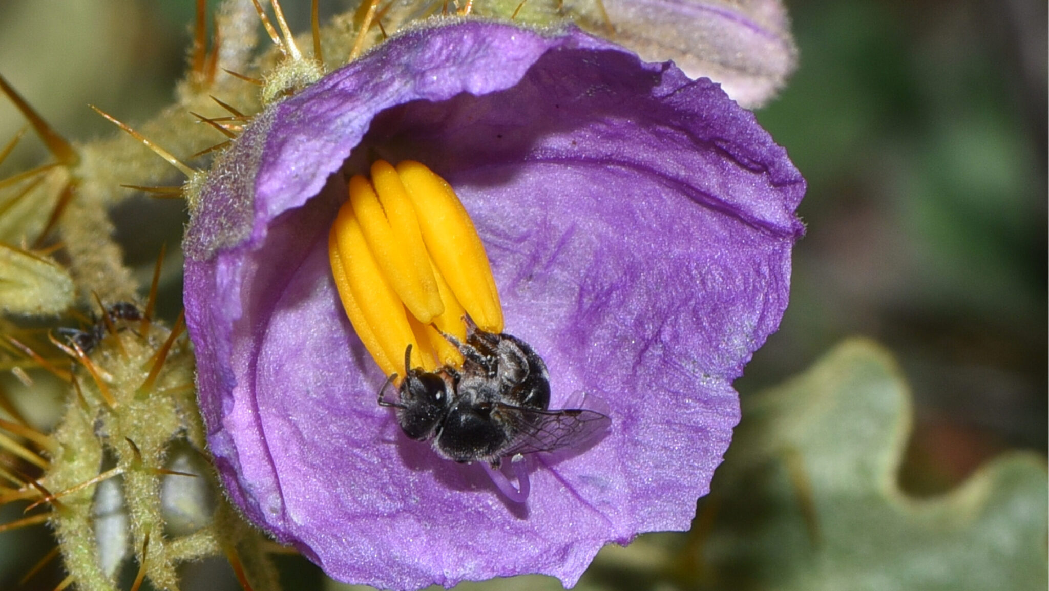 Do Insects Have Emotions? The Science Behind Bug Feelings – Insect Hive