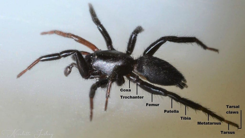 How Spiders Use Webs to Hear the World Around Them – Insect Hive